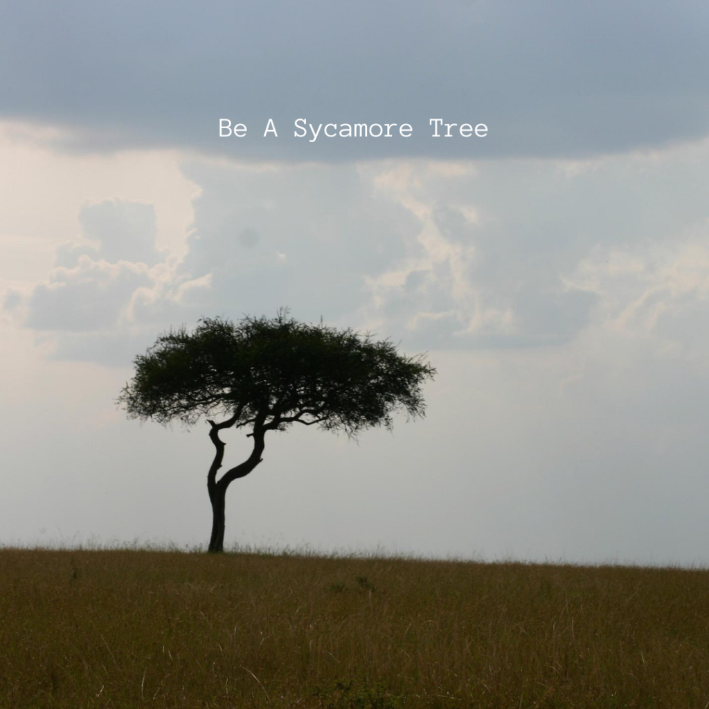 Be a Sycamore Tree (Luke 19:1-10) | First Chinese Baptist Church, San ...